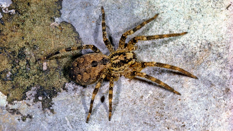 Eingewanderte Tierart: Goldschakal in Deutschland auf dem Vormarsch ...