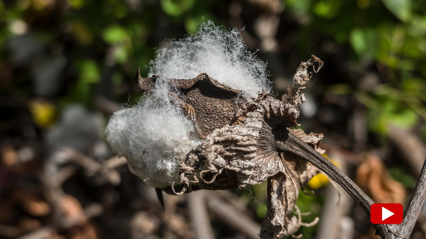 Baumwolle: Die blutige Spur von "Better Cotton" zu Zara und H&M (Video ...