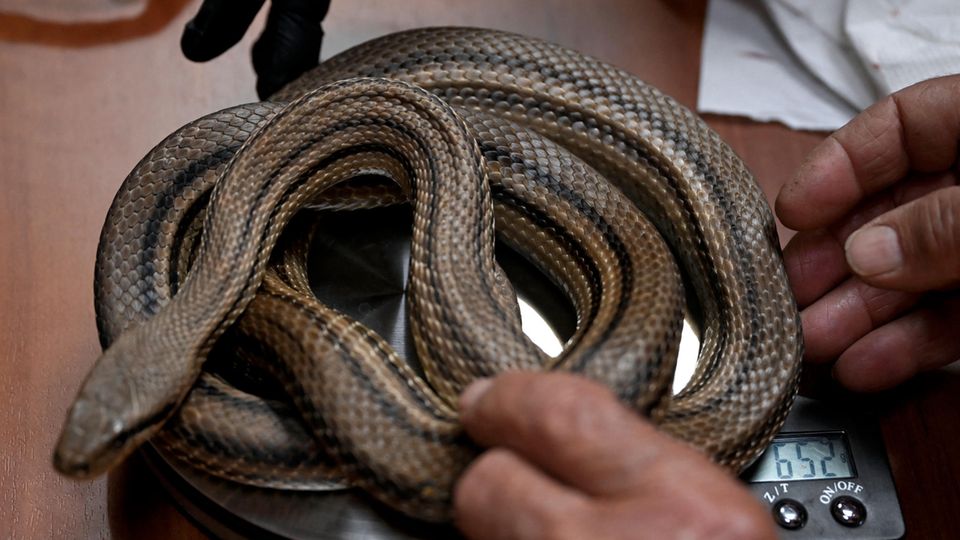 Cocullo: Warum ein Dorf in Italien einmal im Jahr Schlangen verehrt ...