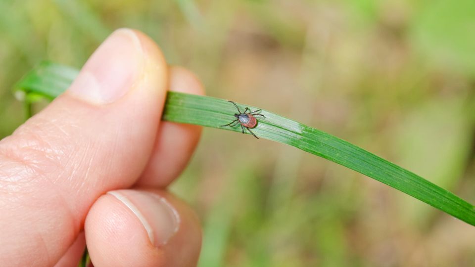 Pflanzen gegen Zecken: Diese Sorten werden von Zecken gemieden | STERN.de
