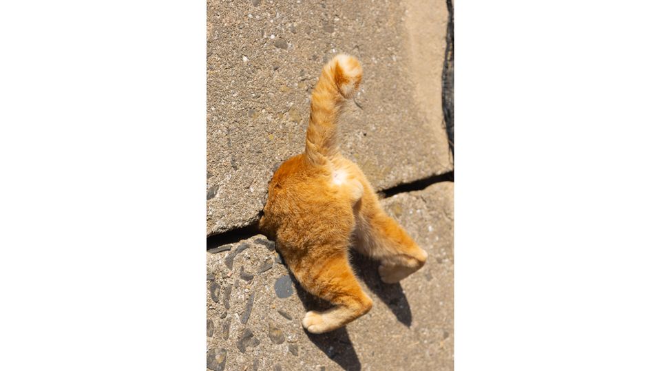 Comedy Pet Photo Awards 2024: Die lustigsten Tierfotos des Jahres ...