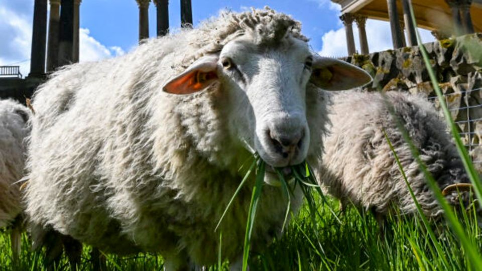 Schafskälte: Alte Bauernregel erklärt den aktuellen Temperatursturz ...