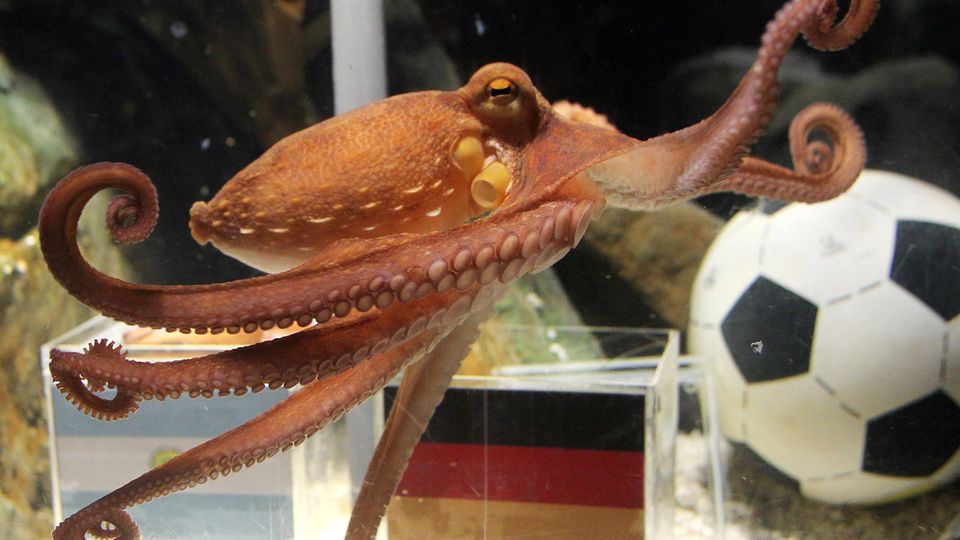 Fußball-EM: Tapir Theo tippt Niederlage gegen Schottland – Tier-Orakel ...