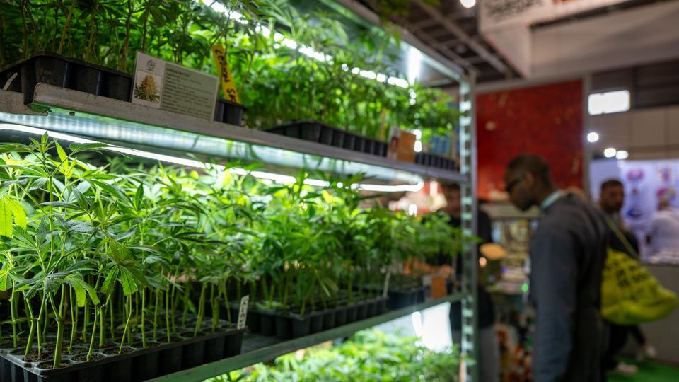 Cannabis-Messe in Berlin: Darf's noch ein Öl für die Katze sein? | STERN.de