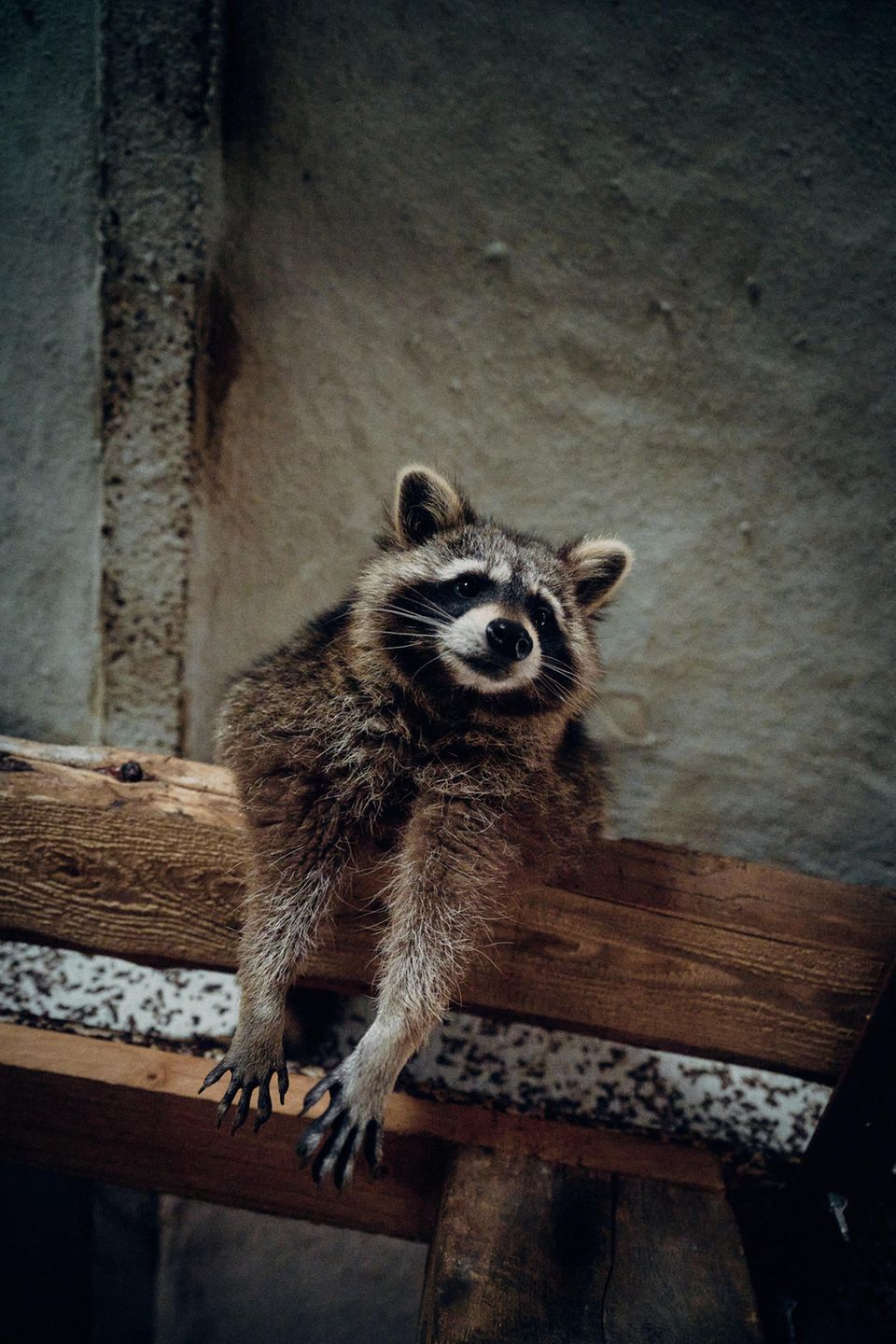 Waschbären: Für manche Bürger eine Plage, für Tierschützer eine Freude ...