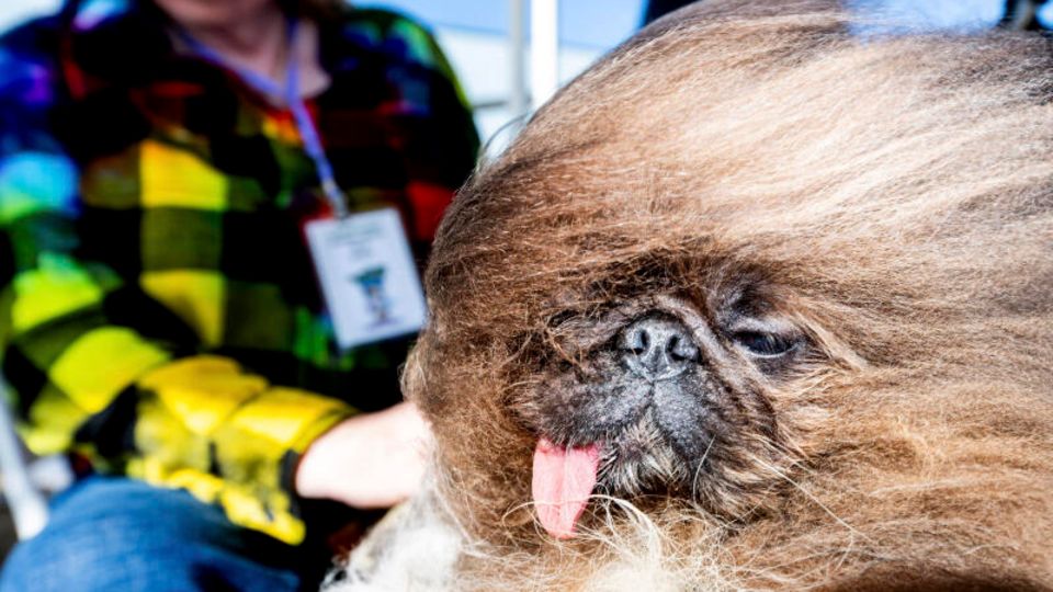 "Hässlichster Hund der Welt": Pekinese "Wild Thang" gewinnt Titel ...
