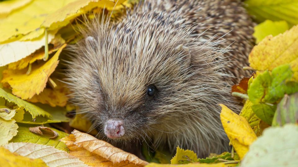 Paarungszeit bei Igeln: Das steckt hinter dem Igel-Karussell | STERN.de