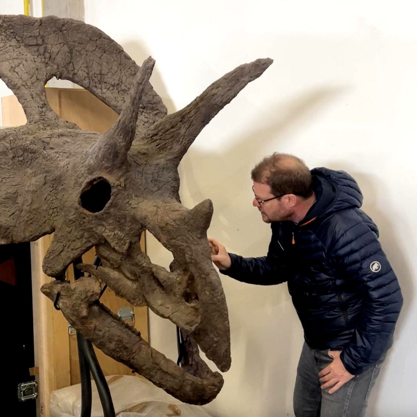 Triceratops Knochen Spektakuläre Dino Skelette Im Naturkundemuseum