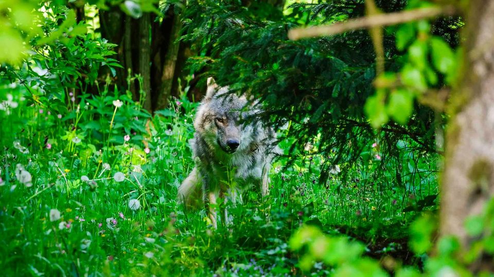 Warnung vor Wolf: Eltern sollen nicht mit Kindern in den Wald | STERN.de