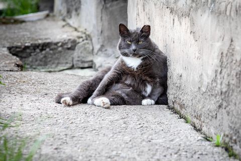 Savannah-Kater Fenrir ist die größte Hauskatze der Welt | STERN.de