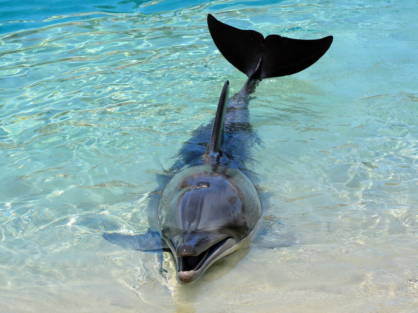Bottlenose Delfin Baby Alene