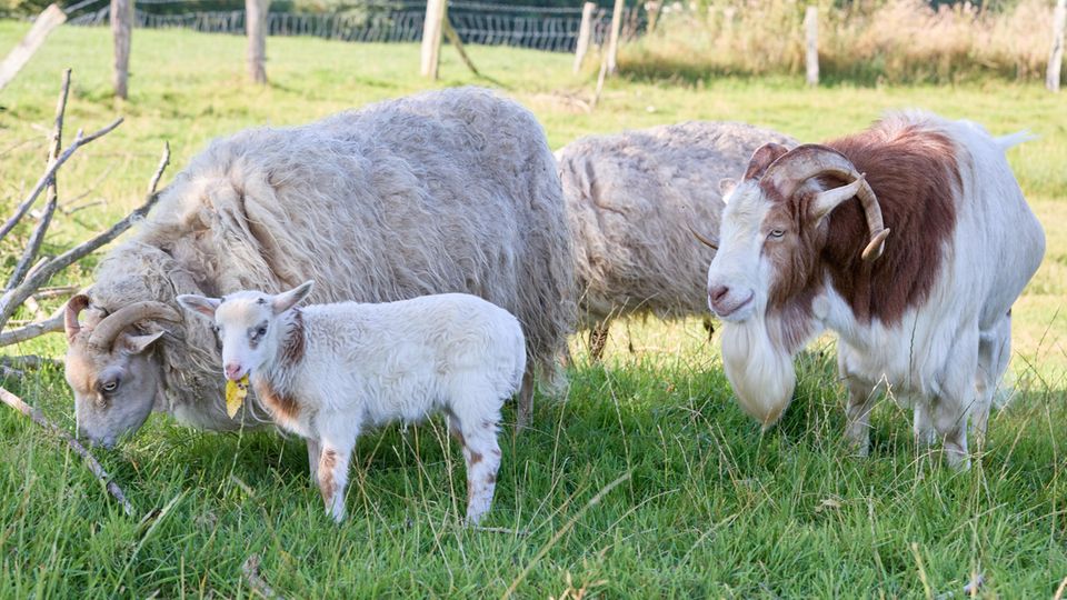 Schiege oder Schaf? – DNA-Ergebnis zu Flumo liegt vor | STERN.de