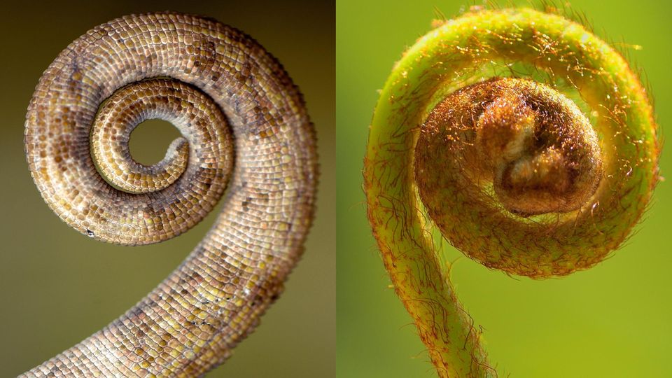 Fotograf Alain Ernoult zeigt verblüffende Zwillinge der Natur | STERN.de