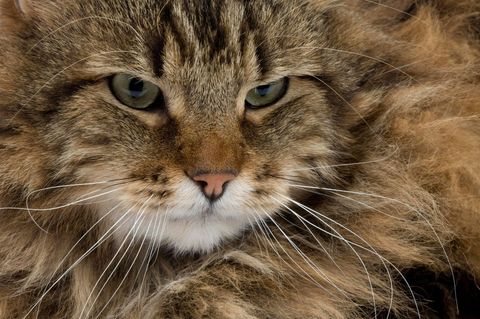 Savannah-Kater Fenrir ist die größte Hauskatze der Welt | STERN.de