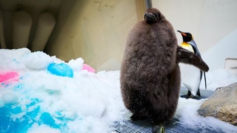 Dicker Klops: Baby-Pinguin Pesto verzaubert die Welt | STERN.de