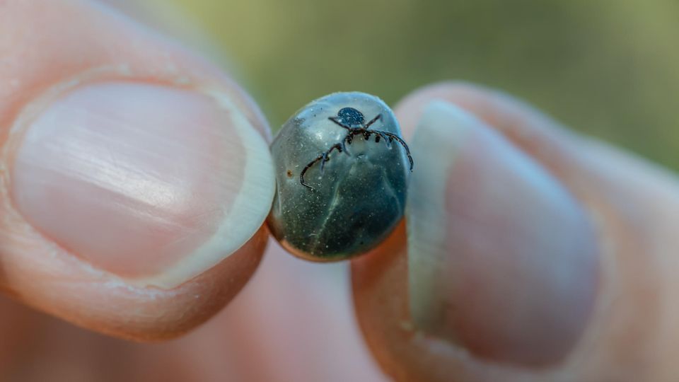 Invasive Arten: Achtung, sie beißt – die Nosferatu-Spinne verbreitet ...