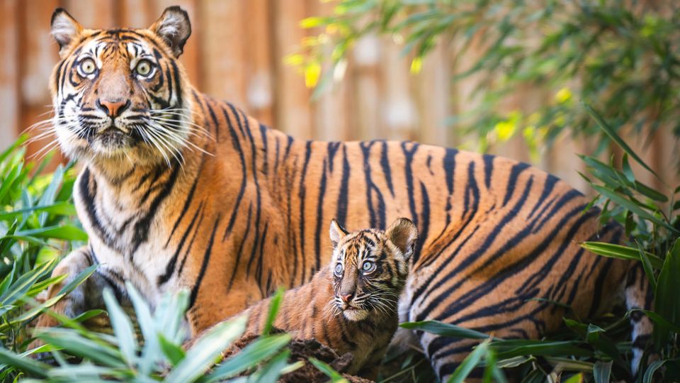 Sumatra-Tigerin hat vier Junge bekommen – das ist außergewöhnlich ...