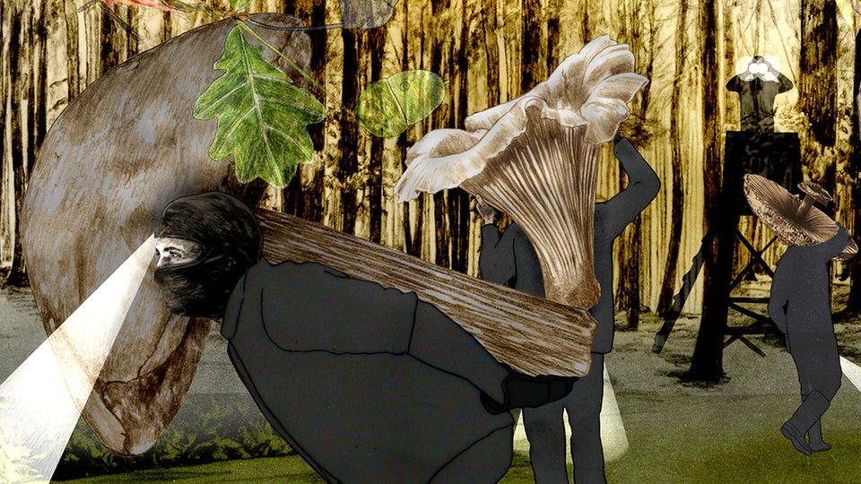 Pilzdiebe unterwegs: Wie Bewaffnete deutsche Wälder leer räumen | STERN.de