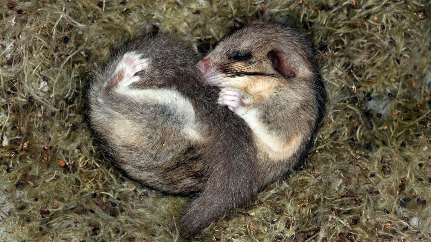 Winterschlaf: Diese 10 Tierarten verschlafen die kalten Monate | STERN.de
