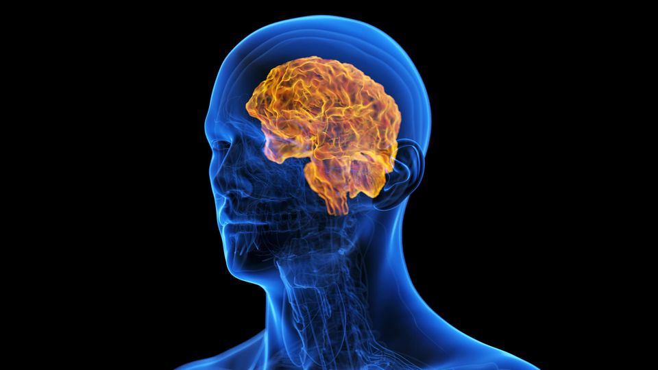 Gehirn: Mit diesen Tipps bleiben Sie lange fit im Kopf | STERN.de