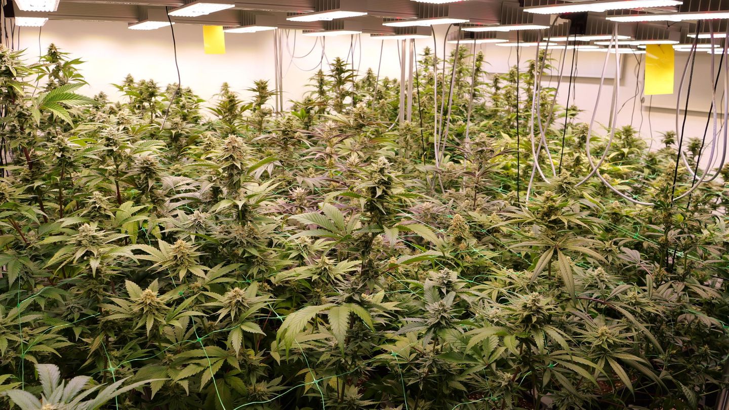 Cannabis-Clubs: Darum stehen noch immer so viele Clubs leer (Video ... Cannabis-Clubs: Darum stehen noch immer so viele Clubs leer (Video ...