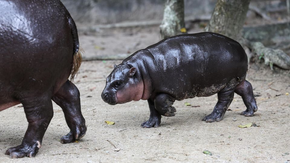 Blobfisch: Vom hässlichsten Tier der Welt zum Fisch des Jahres | STERN.de