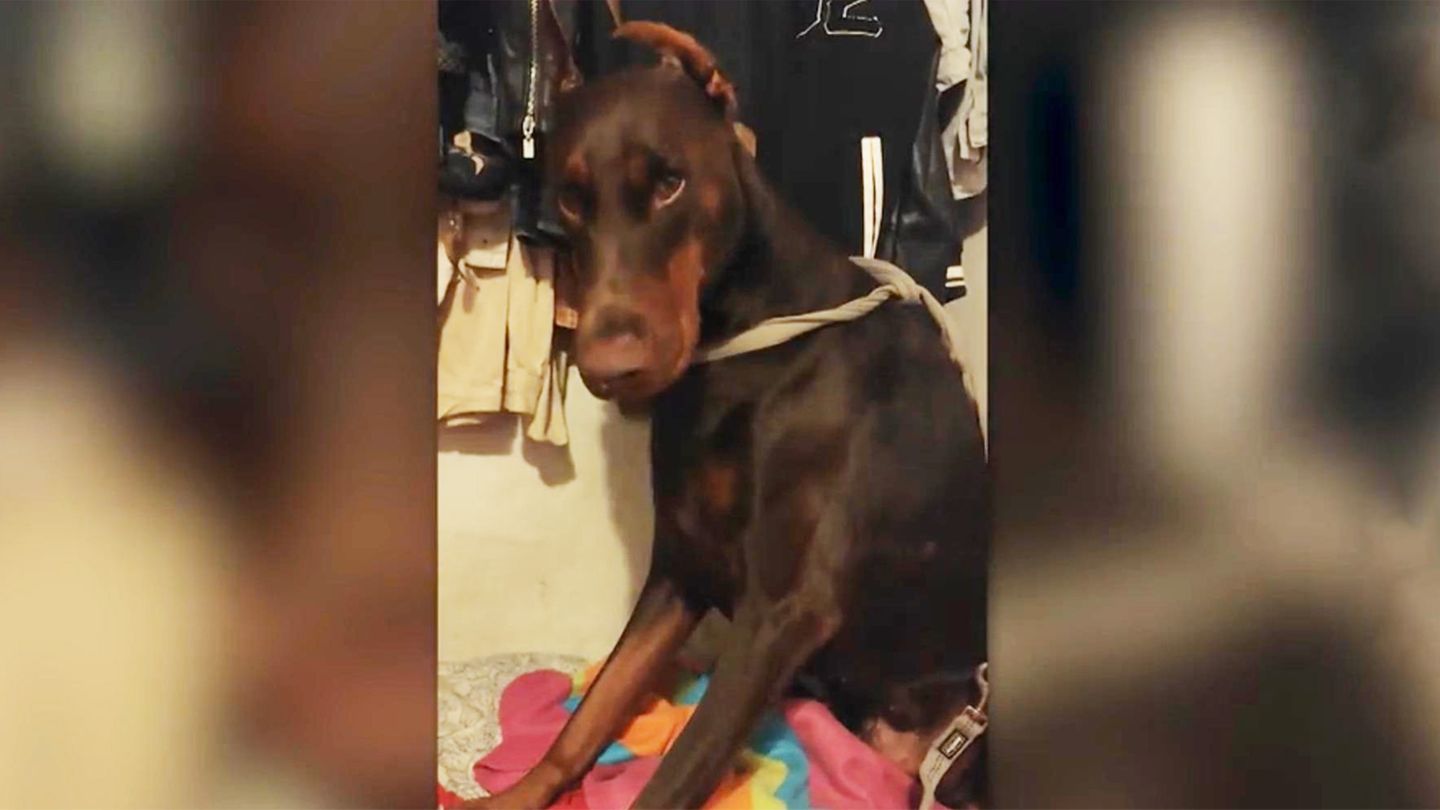 "Werwolf-Syndrom": Rätselhafte Hunde-Krankheit stellt Tierärzte vor ...