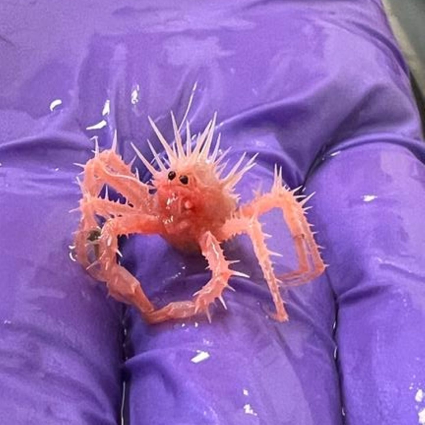 Bilder Av Kongekrabbe Menyens Mest Kostbare Rett Radio Nordkapp