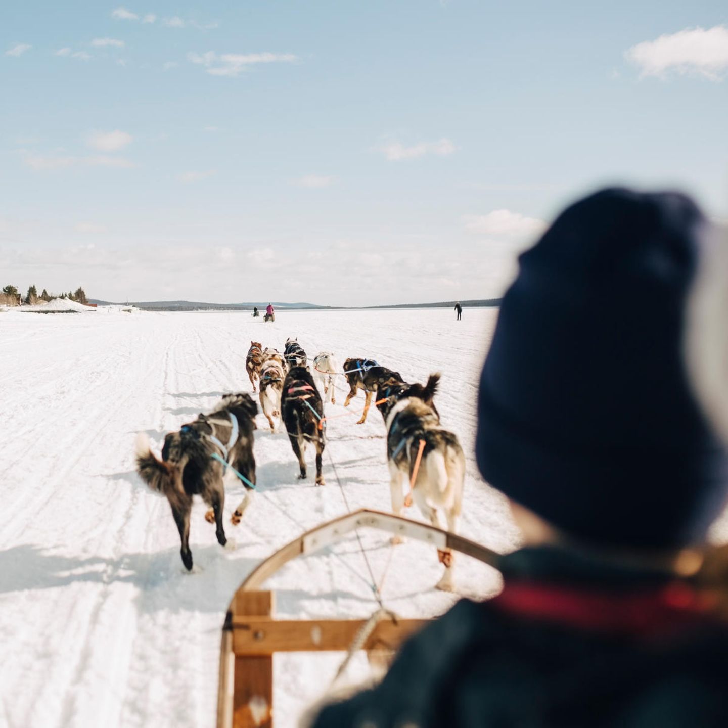 Schlittenhunde ziehen einen Schlitten durch eine skandinavische Winterlandschaft