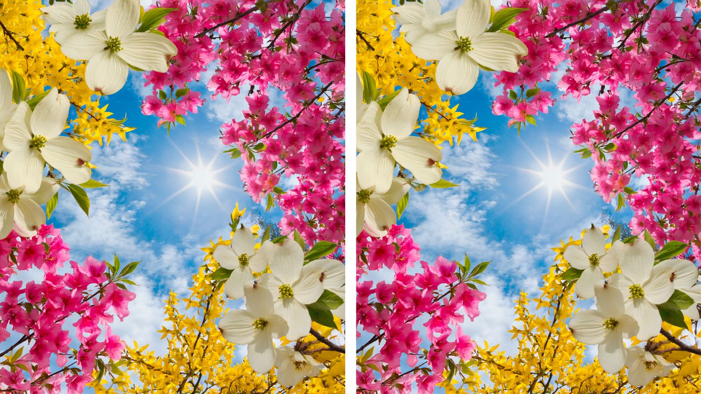 Augentest: Können Sie die Unterschiede zwischen den Blumen erkennen ...