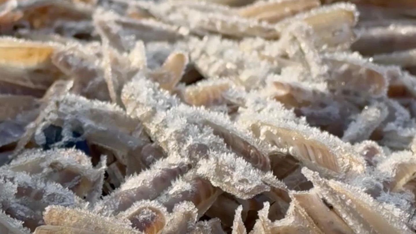 Seltenes Naturschauspiel: Unzählige Muscheln erstarren auf Norderney zu ...