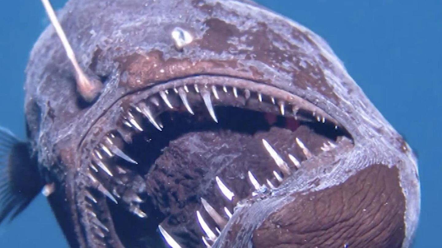 Tiefseeteufel vor Teneriffa: Forscher entdecken Schwarzangler-Fisch ...
