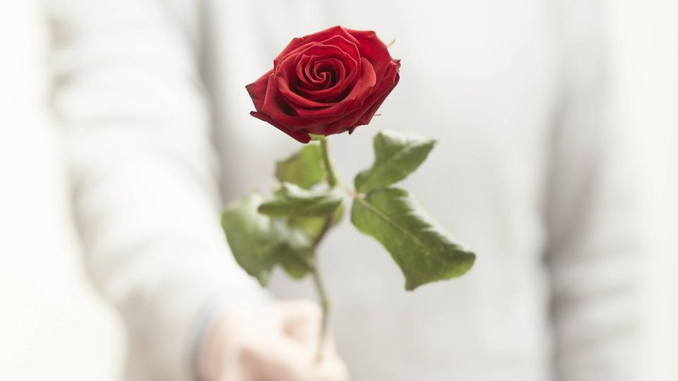 Wie Teuer Sind Rosen
