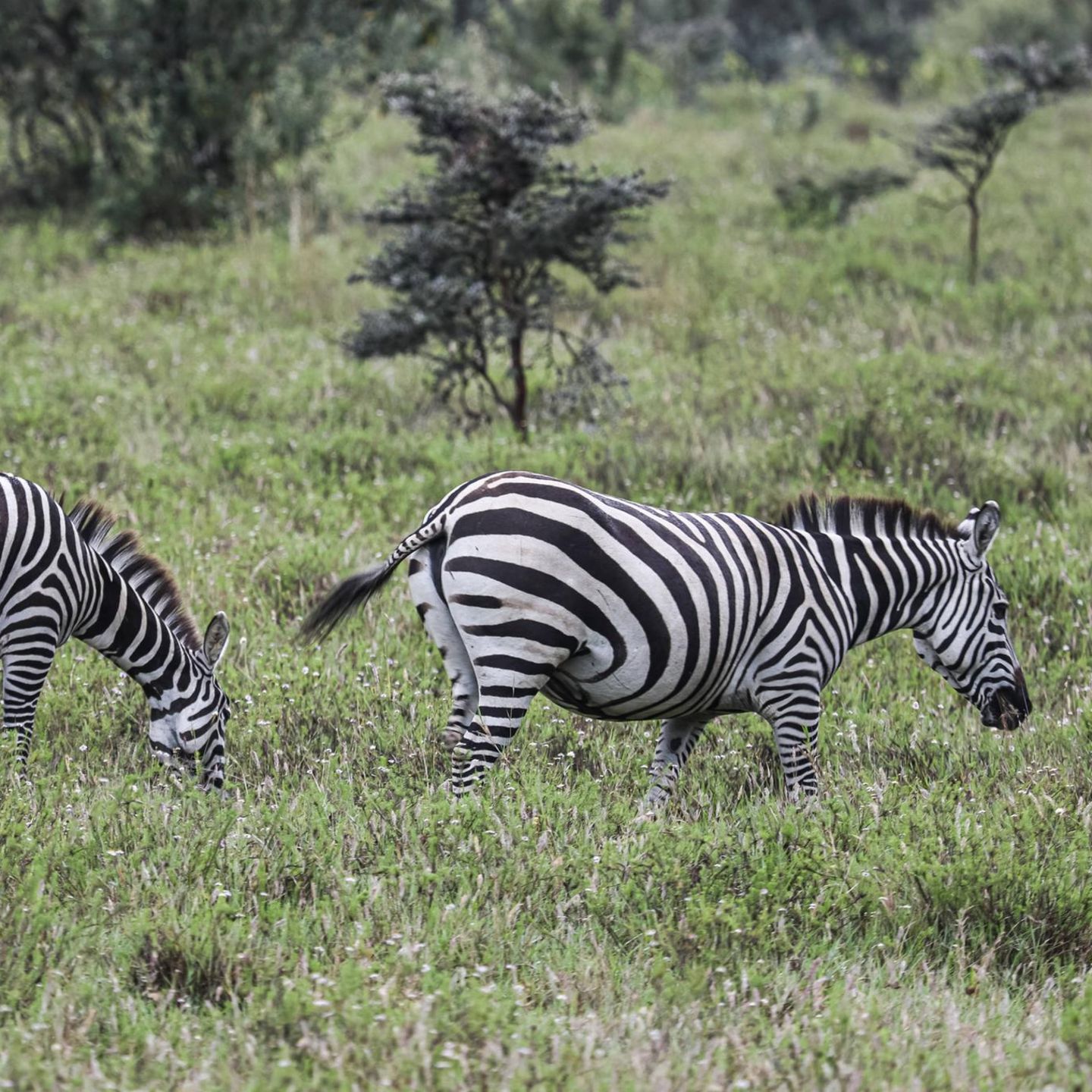 Zebra Wild