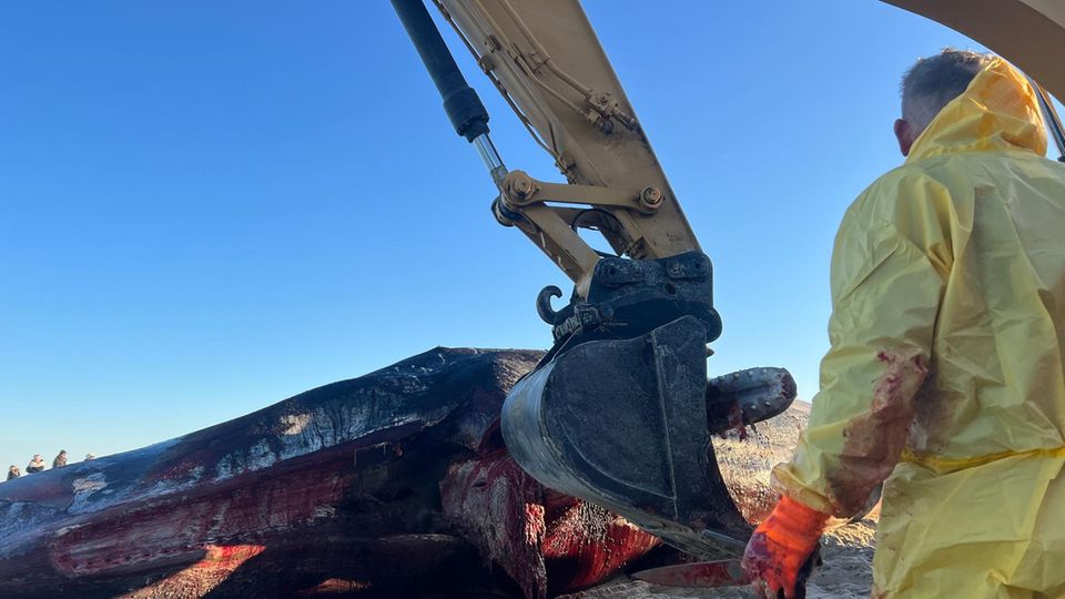 Toter Pottwal auf Sylt – Helfer zerlegen das Tier mit Baggern und Sägen ...