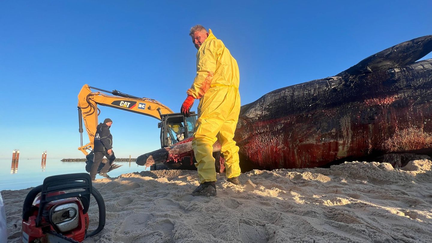 Toter Pottwal auf Sylt – Helfer zerlegen das Tier mit Baggern und Sägen | STERN.de