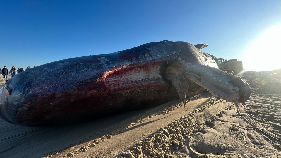 Toter Pottwal in der Nordsee: Todesursache steht fest | STERN.de