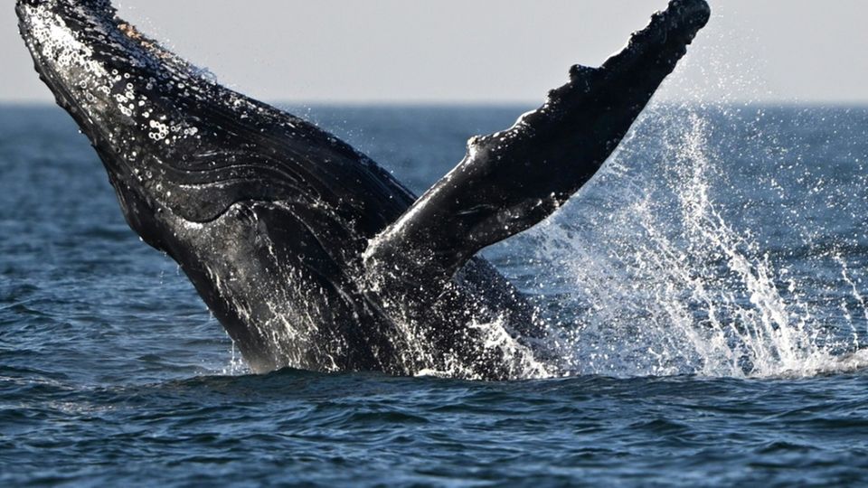 Hubschrauberpilot entdeckt toten Buckelwal auf niedersächsischer Nordseeinsel | STERN.de
