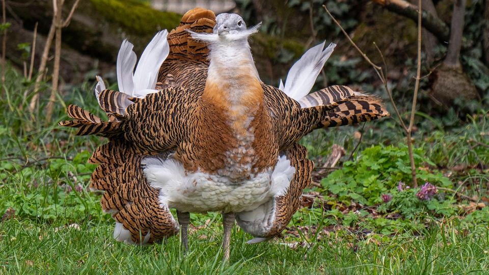 Baustopp: Diese Tiere stoppen ganze Baustellen | STERN.de