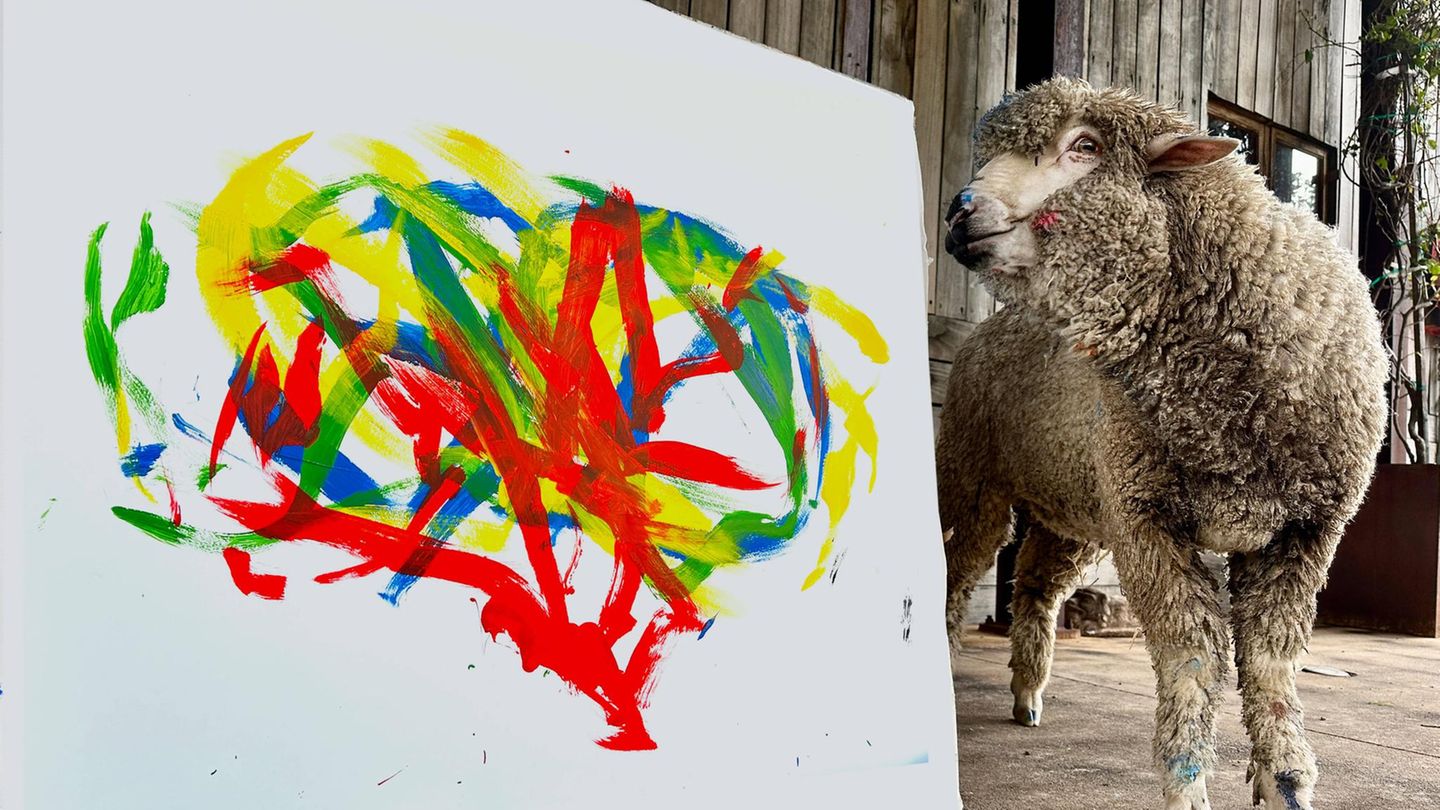 Weltweit einziges malendes Schaf entführt: Wer hat "Baanksy" gestohlen ...