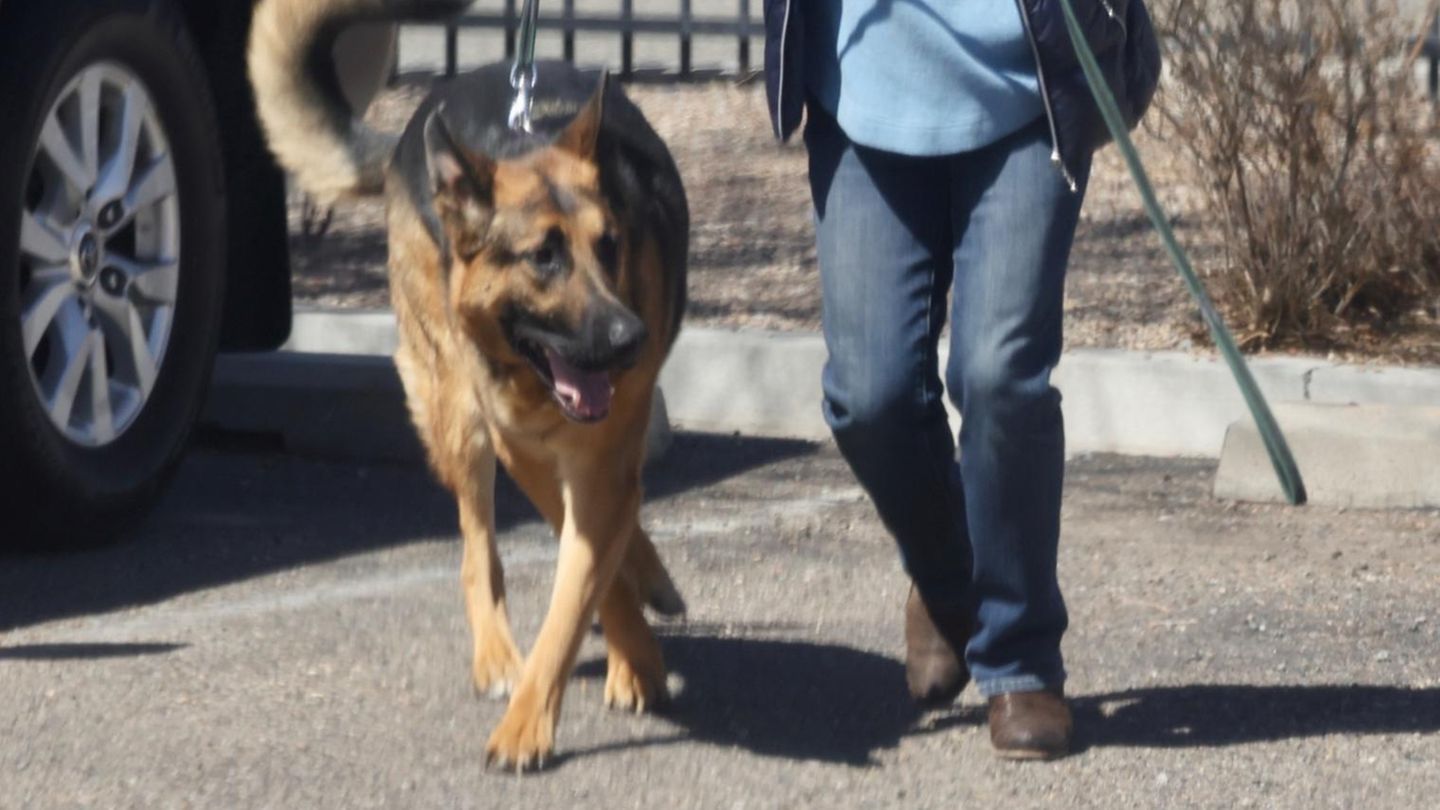 Tod von Gene Hackman und seiner Frau: Woran starb Hund "Zinna"? | STERN.de