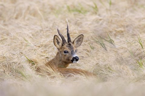 Solche ein Rehbock lebt in Sachsen in einem Behörden-Wald