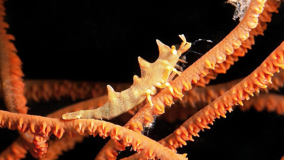 Meerestiere: Faszinierende Wesen aus der Unterwasserwelt | STERN.de