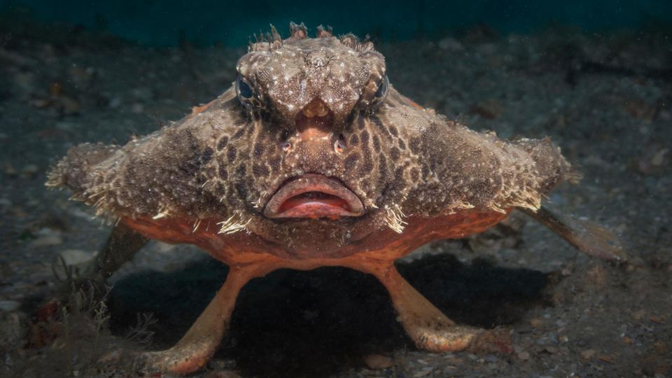 Meerestiere: Bilder faszinierender Wesen aus der Unterwasserwelt | STERN.de