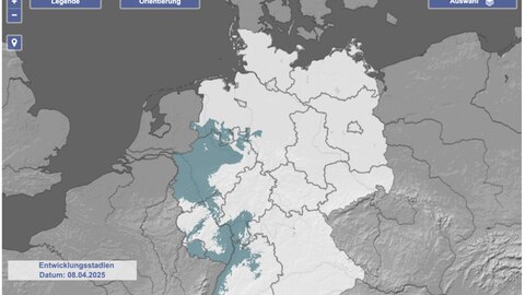 Eichenprozessionsspinner – wo die gefährlichen Insekten aktiv sind | STERN.de