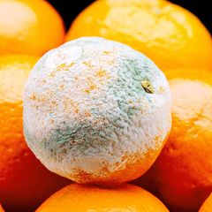Schimmel Im Sommer