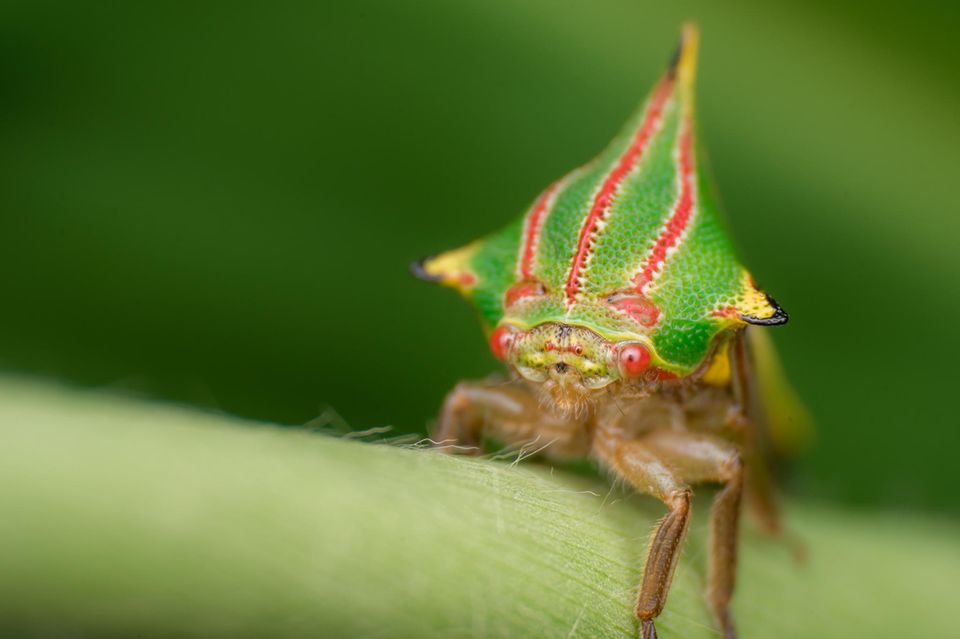 Wunder Evolution: 10 skurrile Wesen unserer Erde | STERN.de