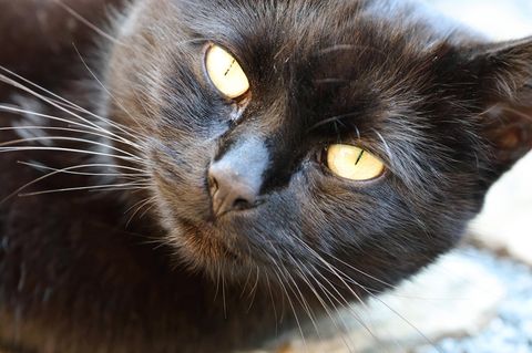 Savannah-Kater Fenrir ist die größte Hauskatze der Welt | STERN.de