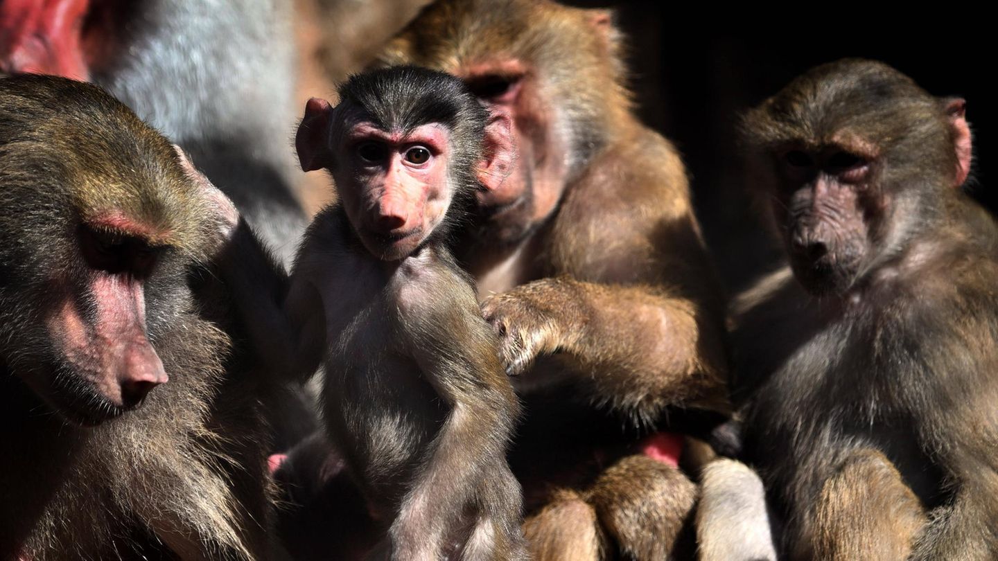 Zoo Emmen: Smartphone fällt ins Affengehege – Pavianbande dreht Videos ...