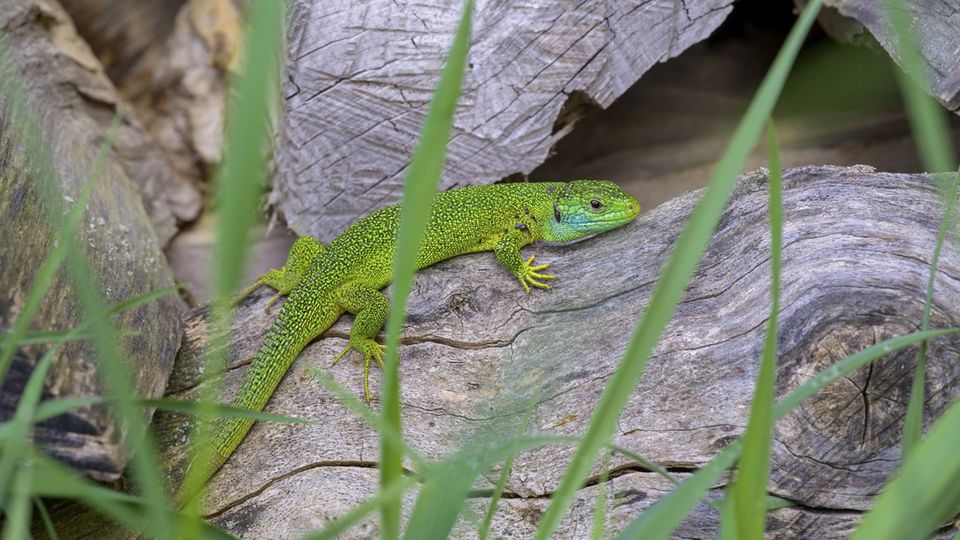 Unsere Schlangen, Schleichen und Echsen: Heimische Reptilien im Blick | STERN.de